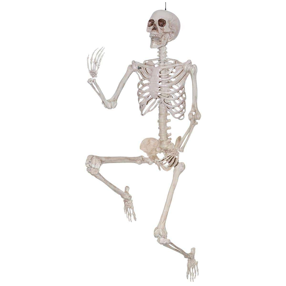 Realistic Skeleton, 64 inches | Party Expert